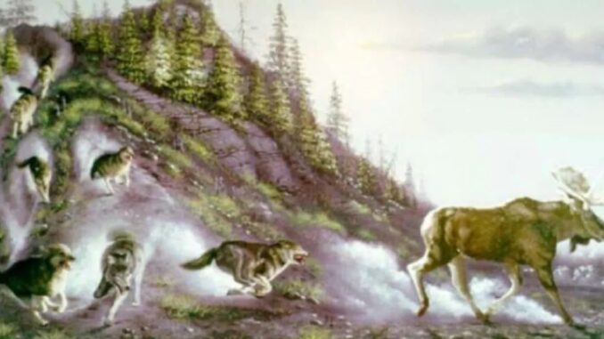 Jen lidé s vysokým IQ dokážou spočítat všechny vlky na obrázku