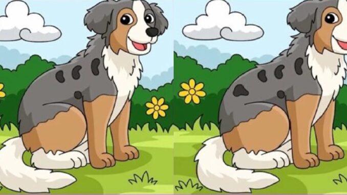 Pouze génius dokáže najít 3 rozdíly za méně než 20 sekund