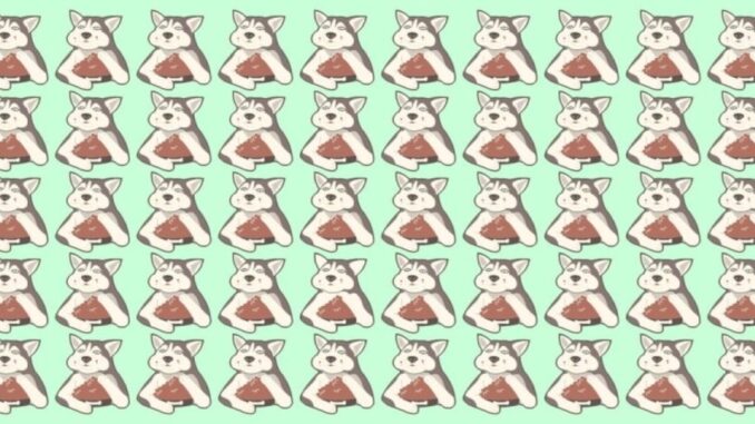 1 psí vetřelec se vplížil mezi ostatní a tropí neplechu. Najdete ho?