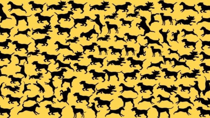 Ultimátní test zraku. Najděte vlka mezi psy do pouhých 10 sekund