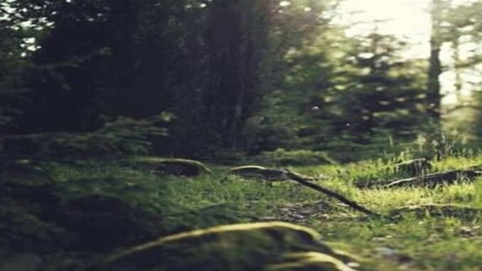 Pokud najdete schovanou kočku, můžete se pyšnit IQ nad 139