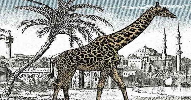 V tomto obrázku se skrývá druhá žirafa, kterou najde jen 1 % lidí